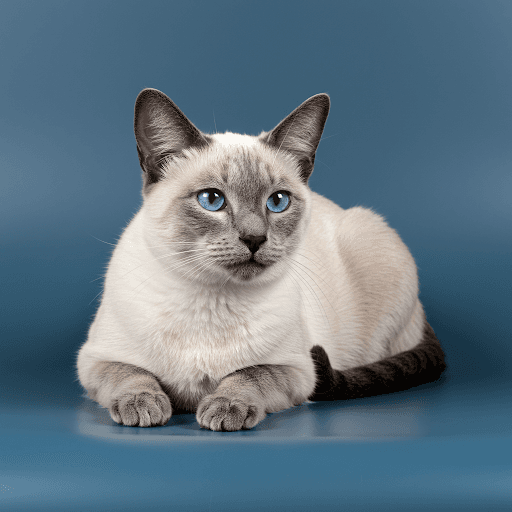 12 Types of Siamese Cats: Shape, Colors, and Characteristics with ...