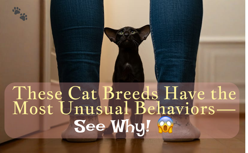 Unusual Cat Behaviors: 5 Quirky Breeds & Why They Do It! | WhatsMyCatBreed
